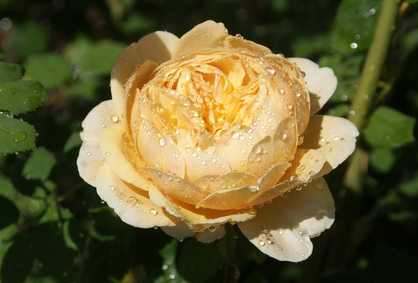 Organic Garden Dreams: July Roses