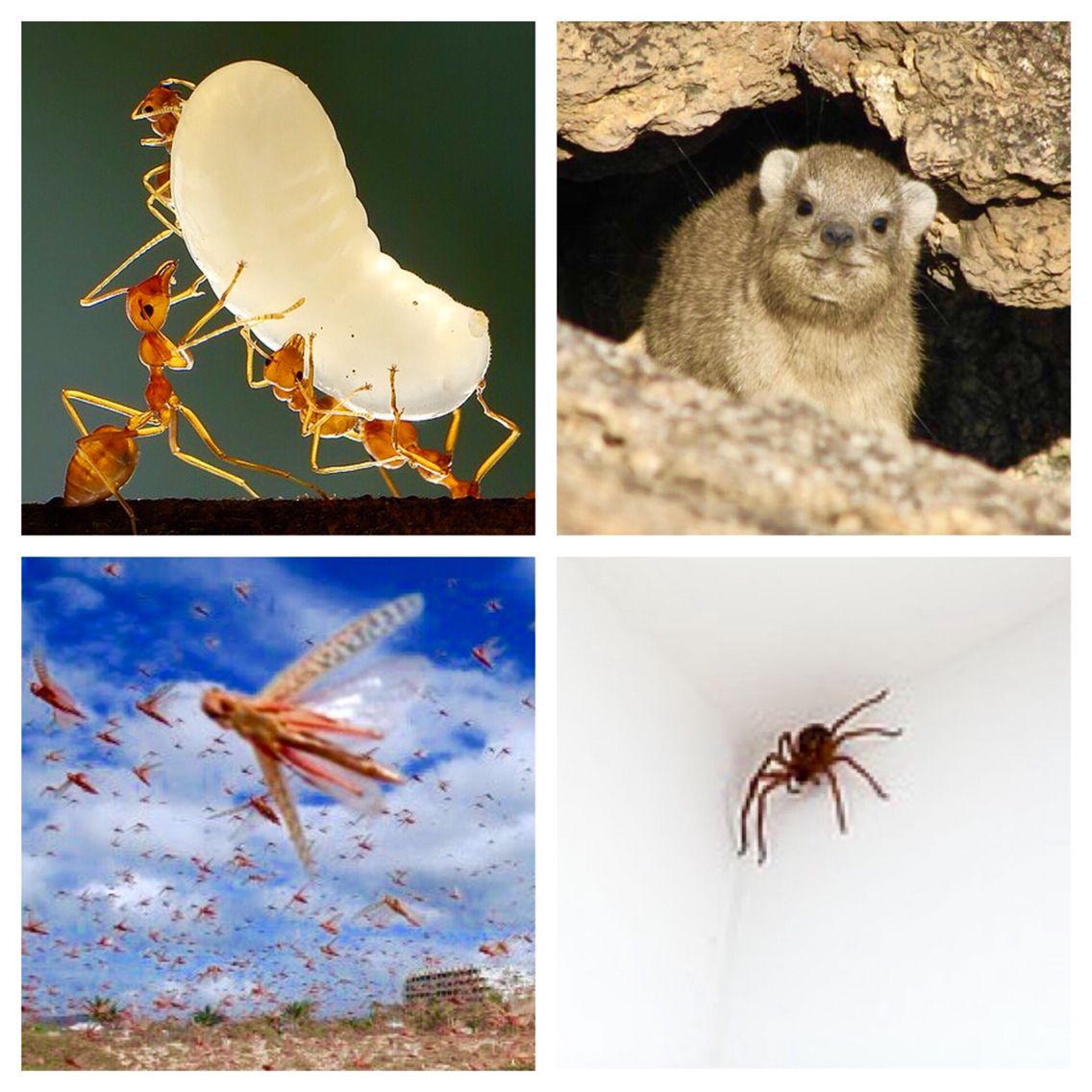 preachbrotherbob: Ants, Conies, Locusts, And Spiders