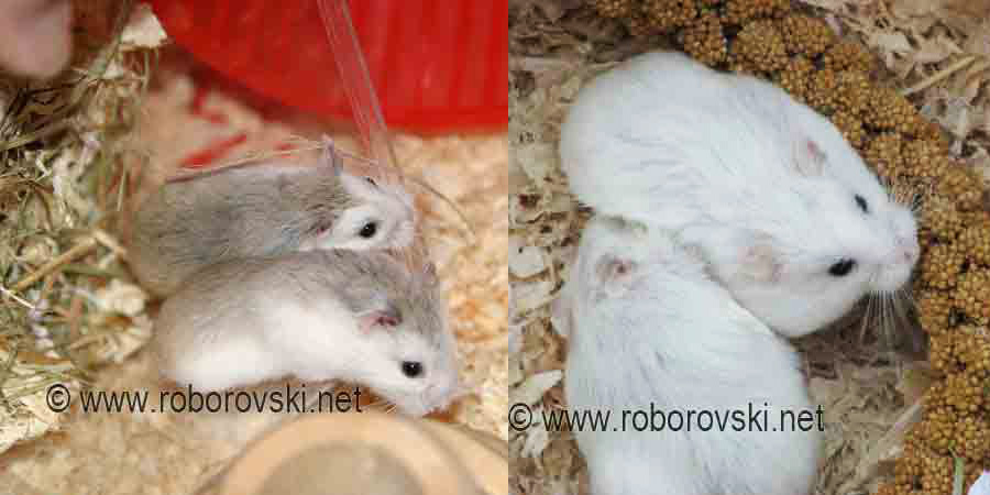 Il criceto Roborovskij