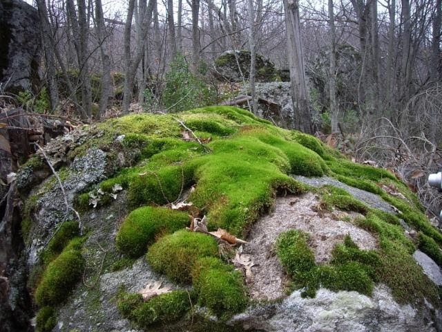 Aprender y más: ¿Cuál es musgo y cuál helecho?