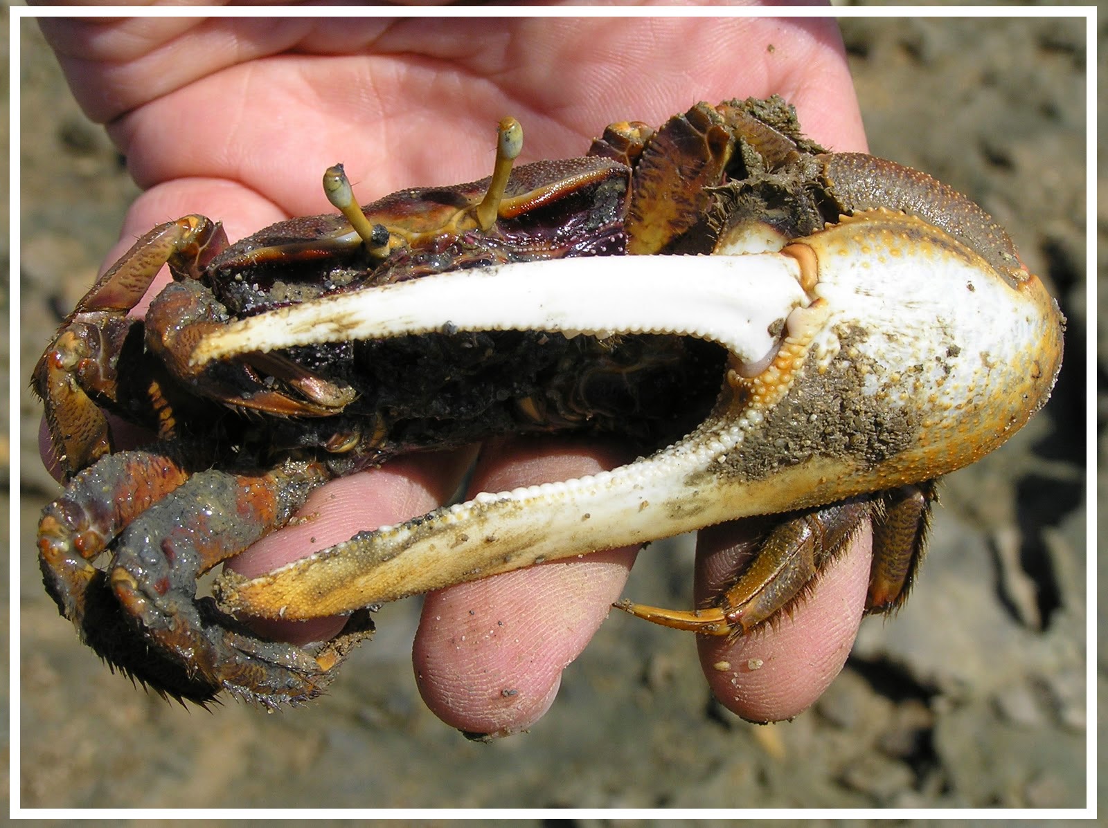 SALADA CLARIDAD: Bocas de la Isla