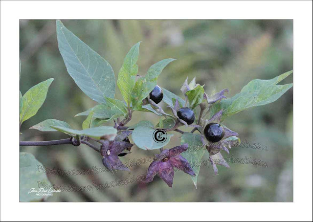 Belladone. Plantes Toxiques. Article 2018 065
