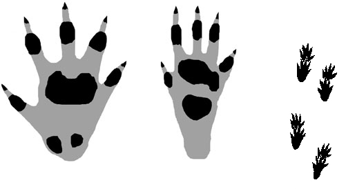 AWT Wild Schools blog: Hedgehogs still need help!