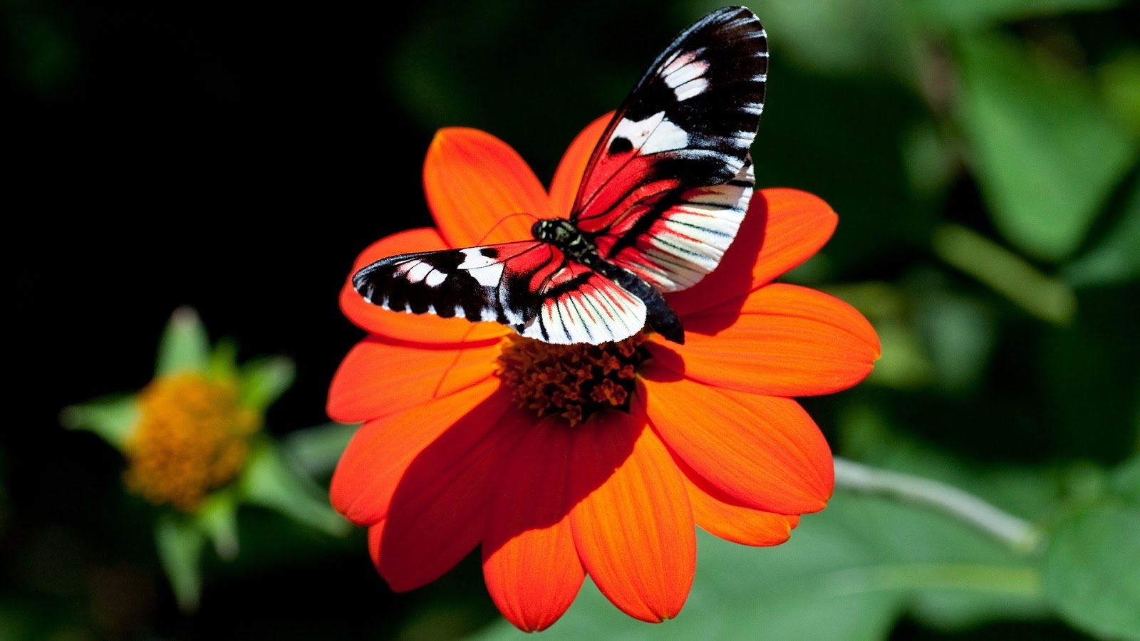 Red Flower Butterfly - Mystery Wallpaper