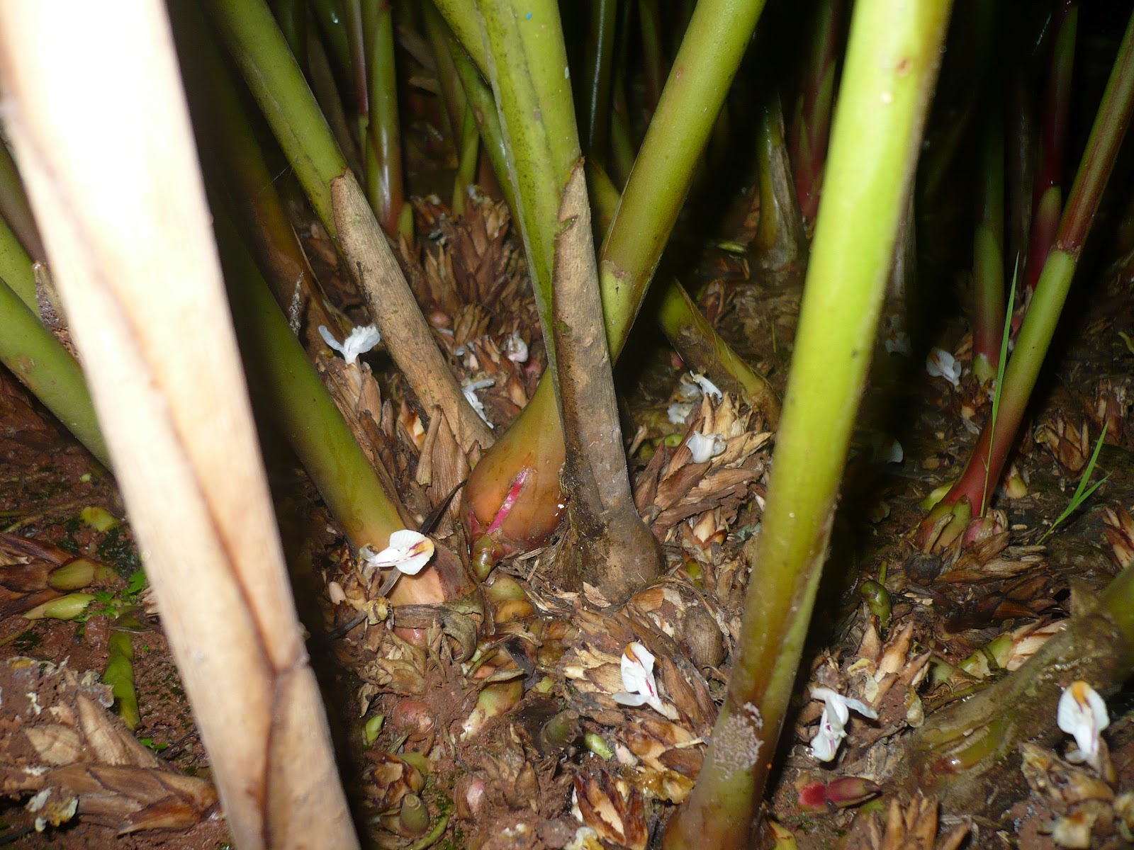 Petani Kapol Indonesia: Perbedaan Kapol Lokal Dan Kapol Hybrida Mallabar