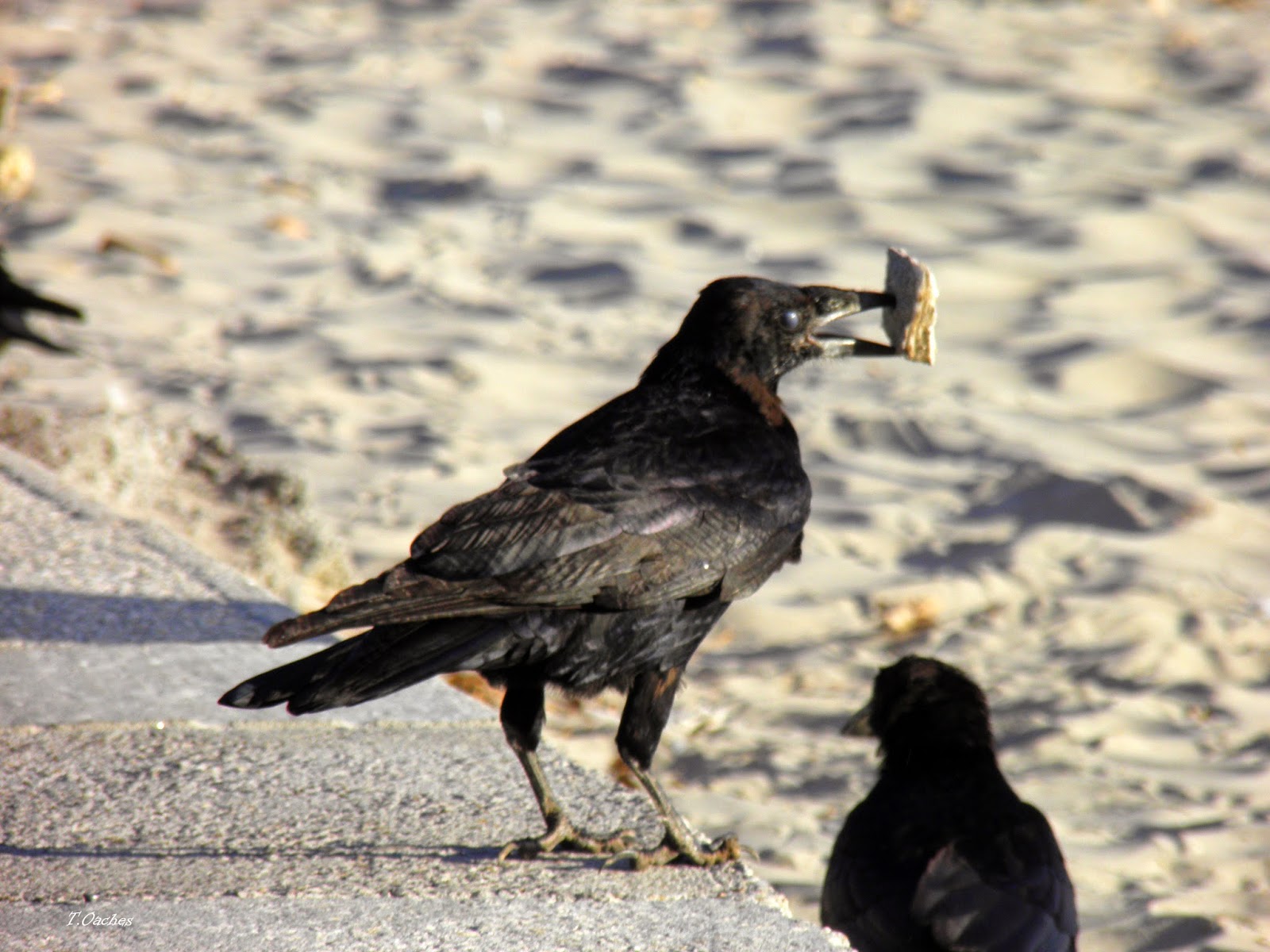 PASARI DIN ROMANIA: CIOARA DE SEMANATURA, Corvus frugilegus