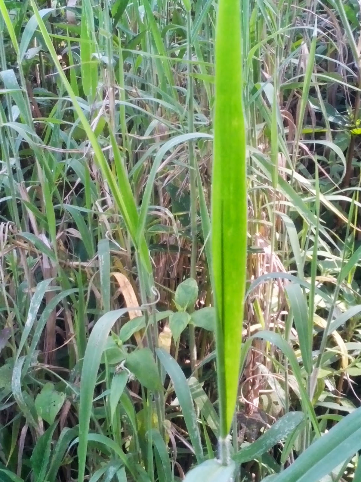 Brachiaria humidicola