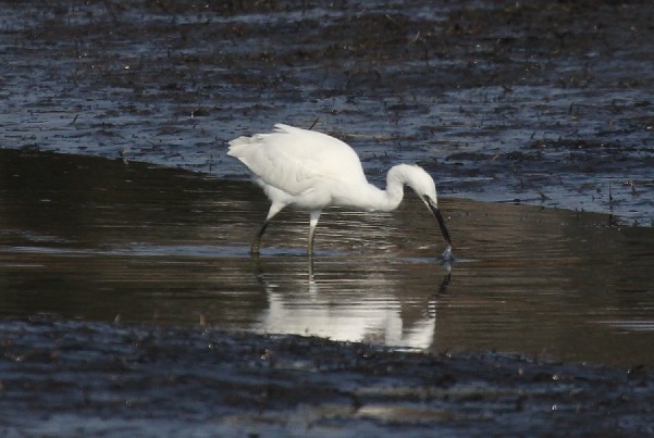 New England Coastal Birds: "Three Days of Winter Seabirding on Cape Cod ...