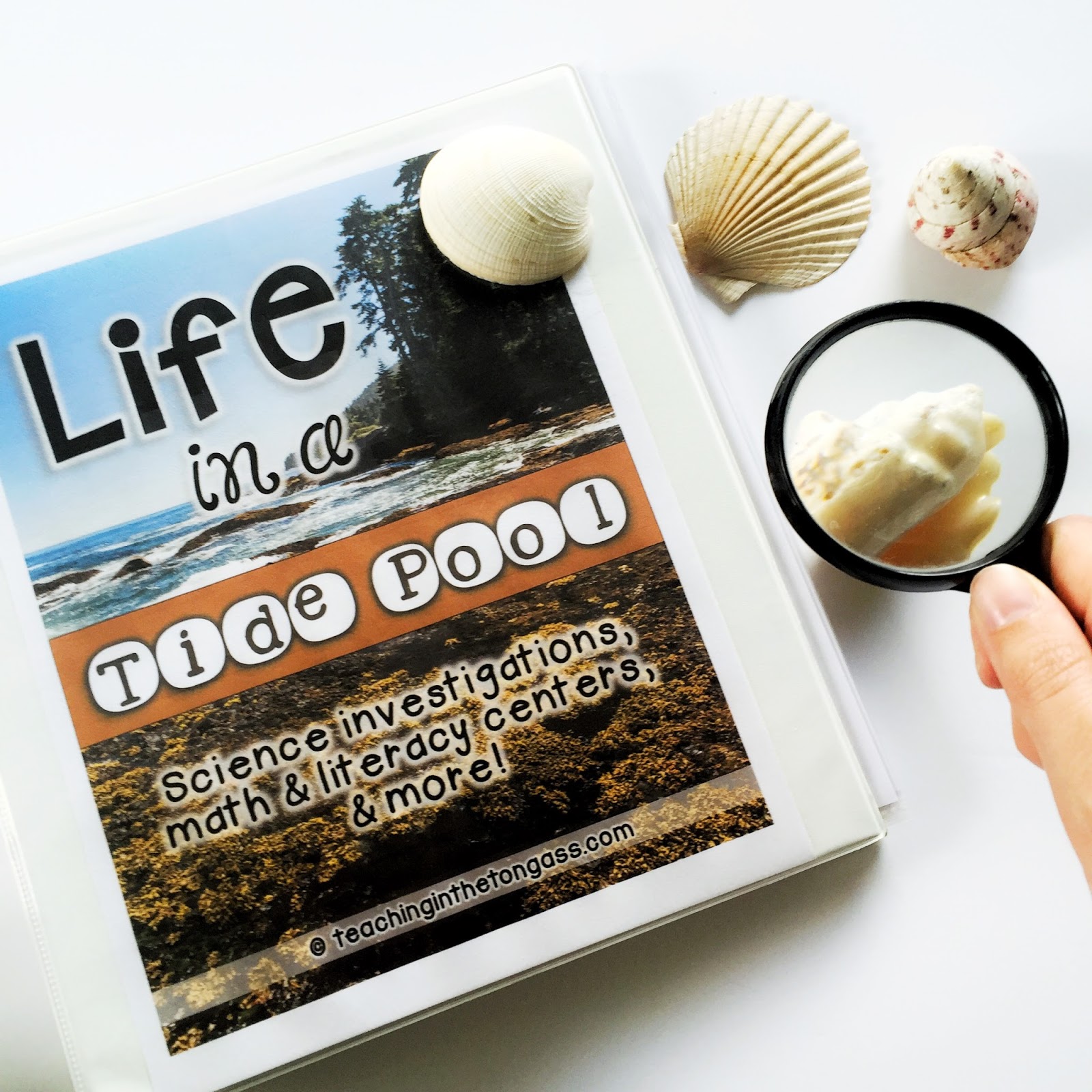 Tide Pool Activities for Kids - Teaching in the Tongass