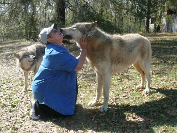 White Wolf : Awesome Pictures of Wolf Human Interaction at Seacrest ...