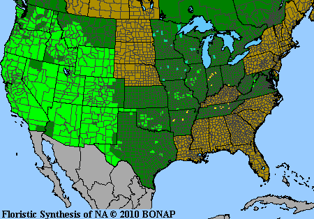 The Buckeye Botanist: The Quest for the Western Wallflower