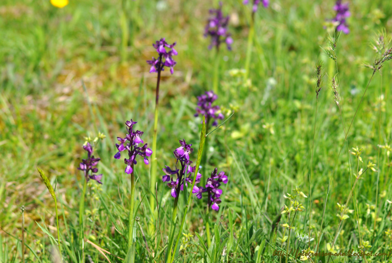 In linii mari: Orhidee salbatice (wild orchids)