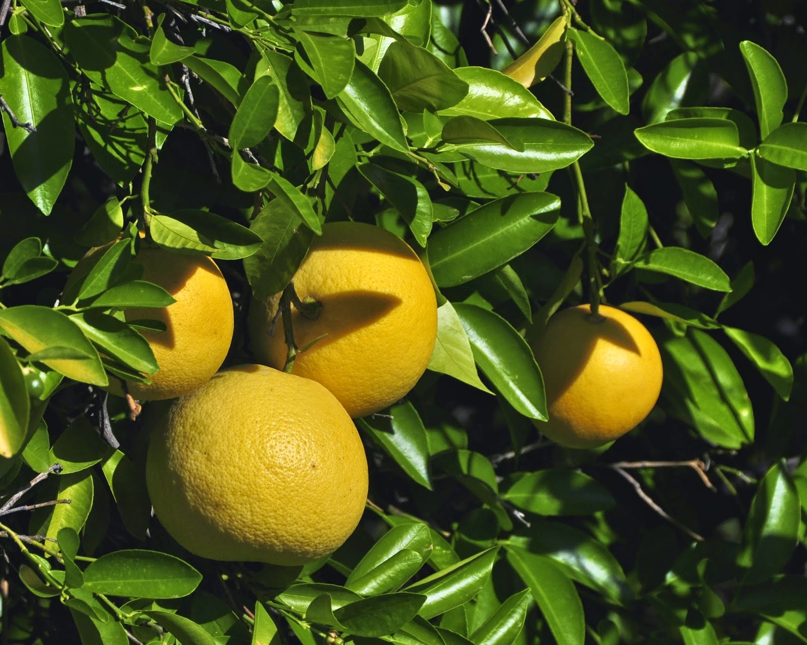 Scottsdale Daily Photo: Photo: A cluster of ripe grapefruit