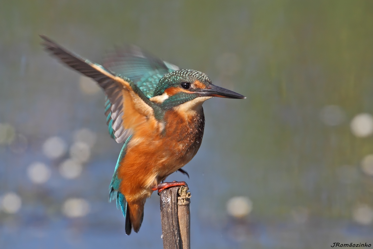 Pescador de aves: "Peraes" e o seu Guarda rios