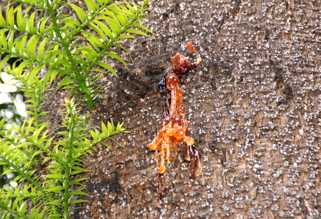 A photo, A thought............: Observation: Plant resins.....the gummy ...