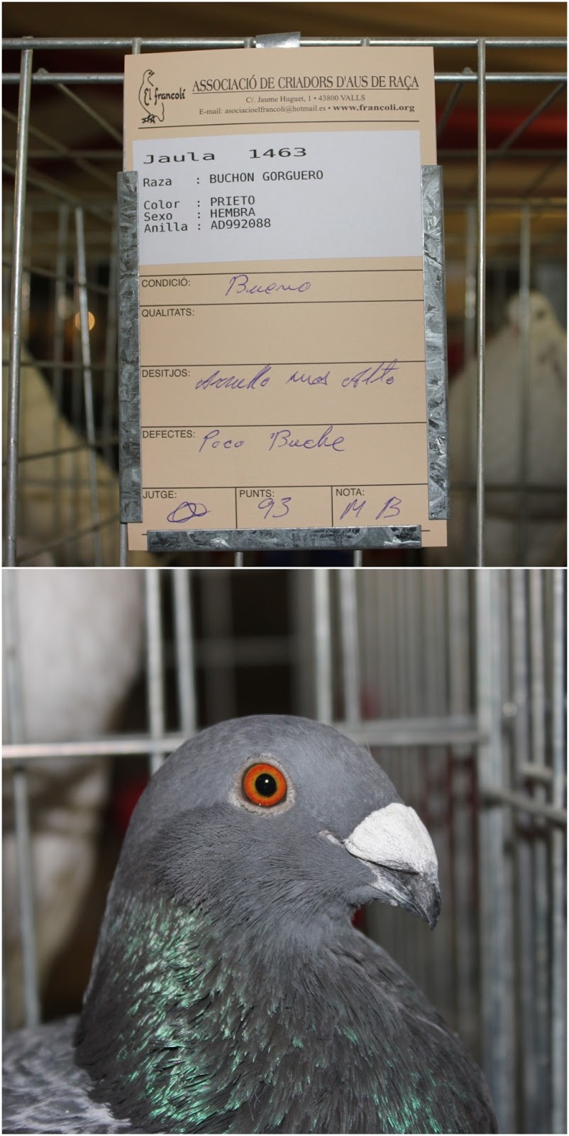 Mis amigas las palomas: Fotos palomas de raza