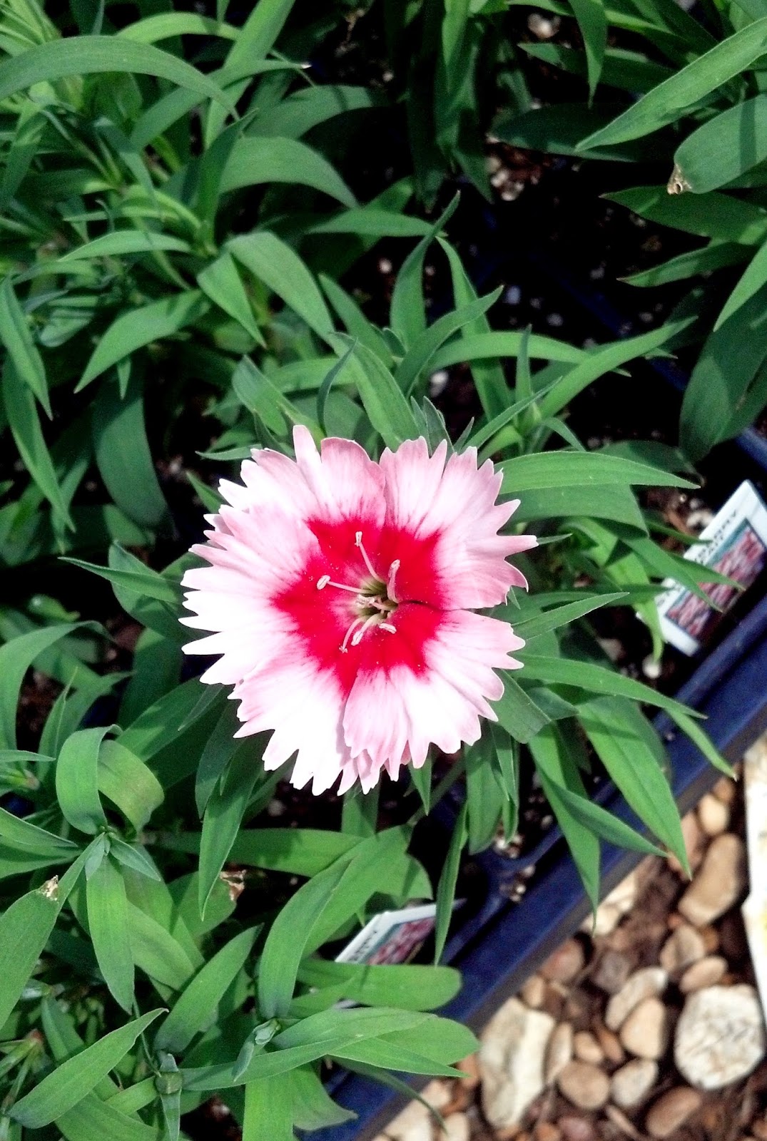 Hughes Plant Farm ~ Our Time in Tyler