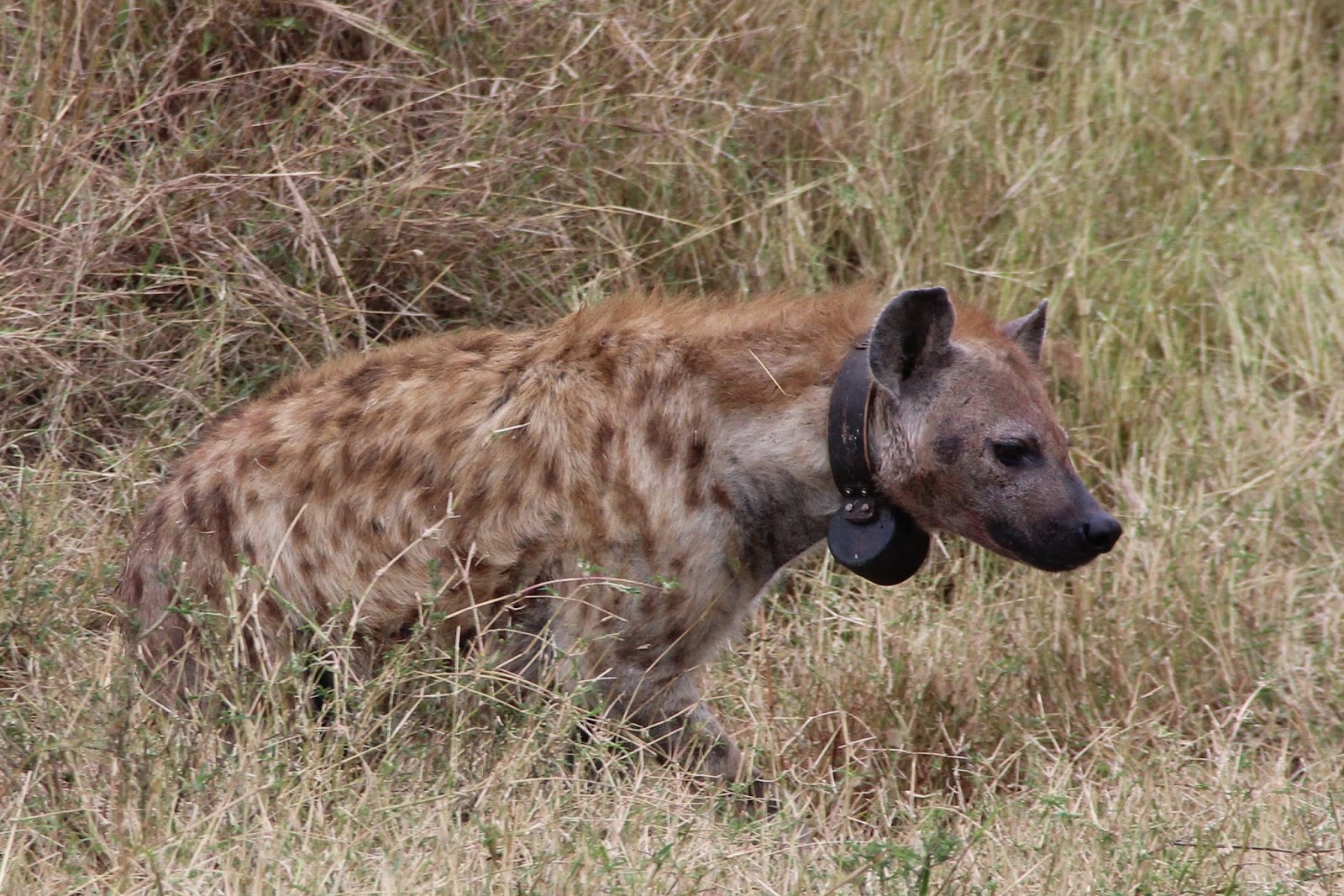 Notes From Kenya: MSU Hyena Research: The Serena Matriarchs