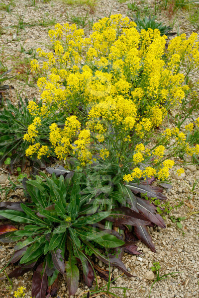 textilesupport: Woad: The Colour of Courage / Guado: Il colore del coraggio