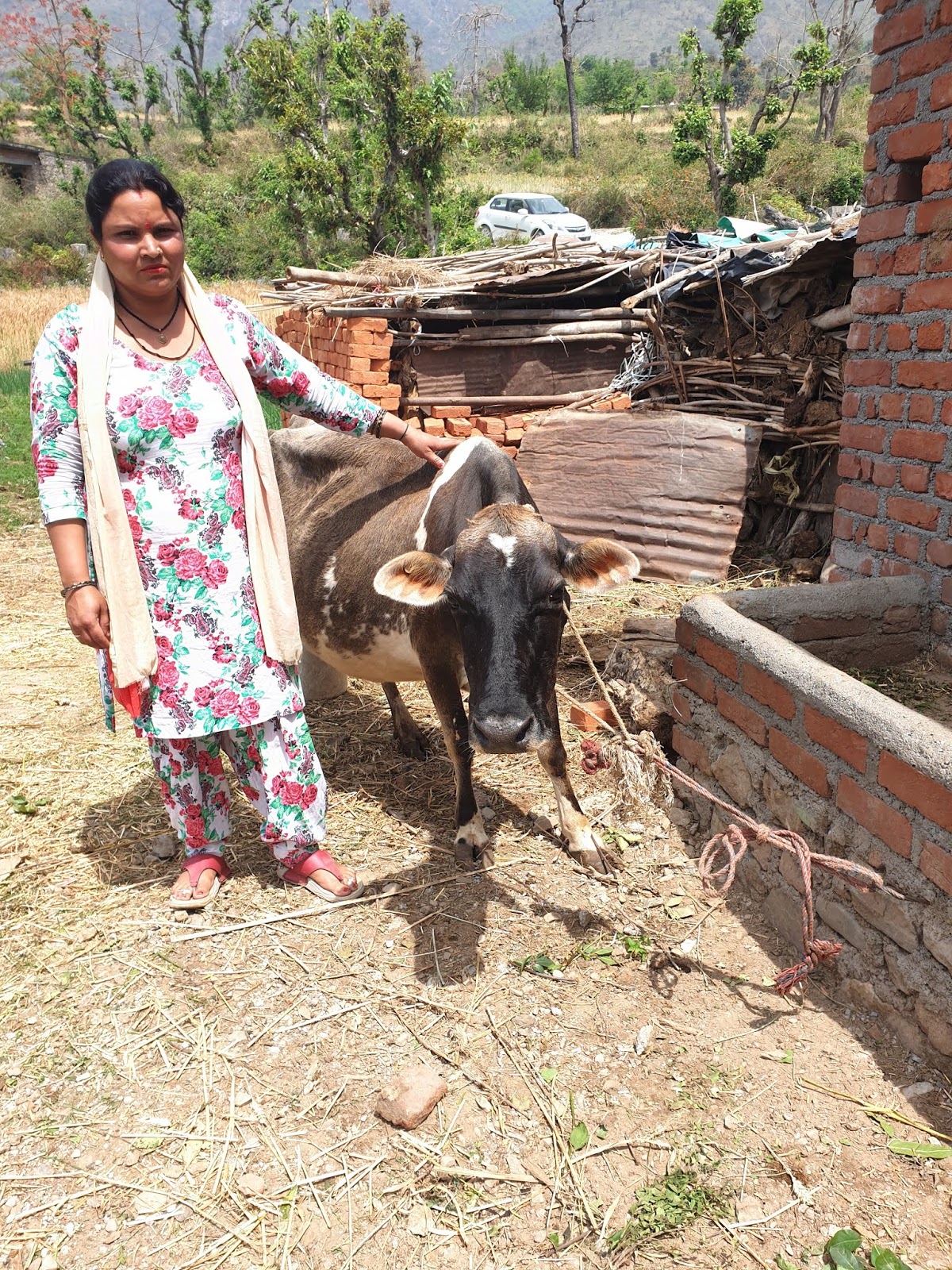 Pictures of Local Non descript pahari desi cow in the state of Himachal ...