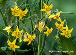 Causes and Prevention Of Tomato Blossom Drop Tomato