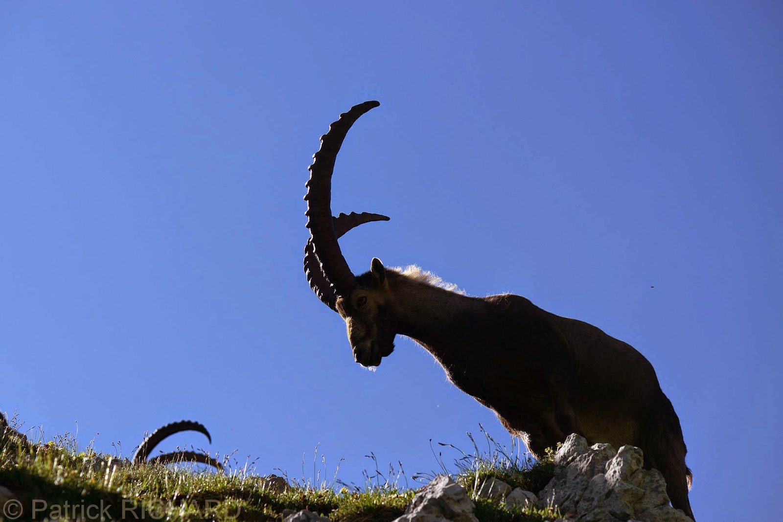 Mes dernières photographies: Bouquetins en été