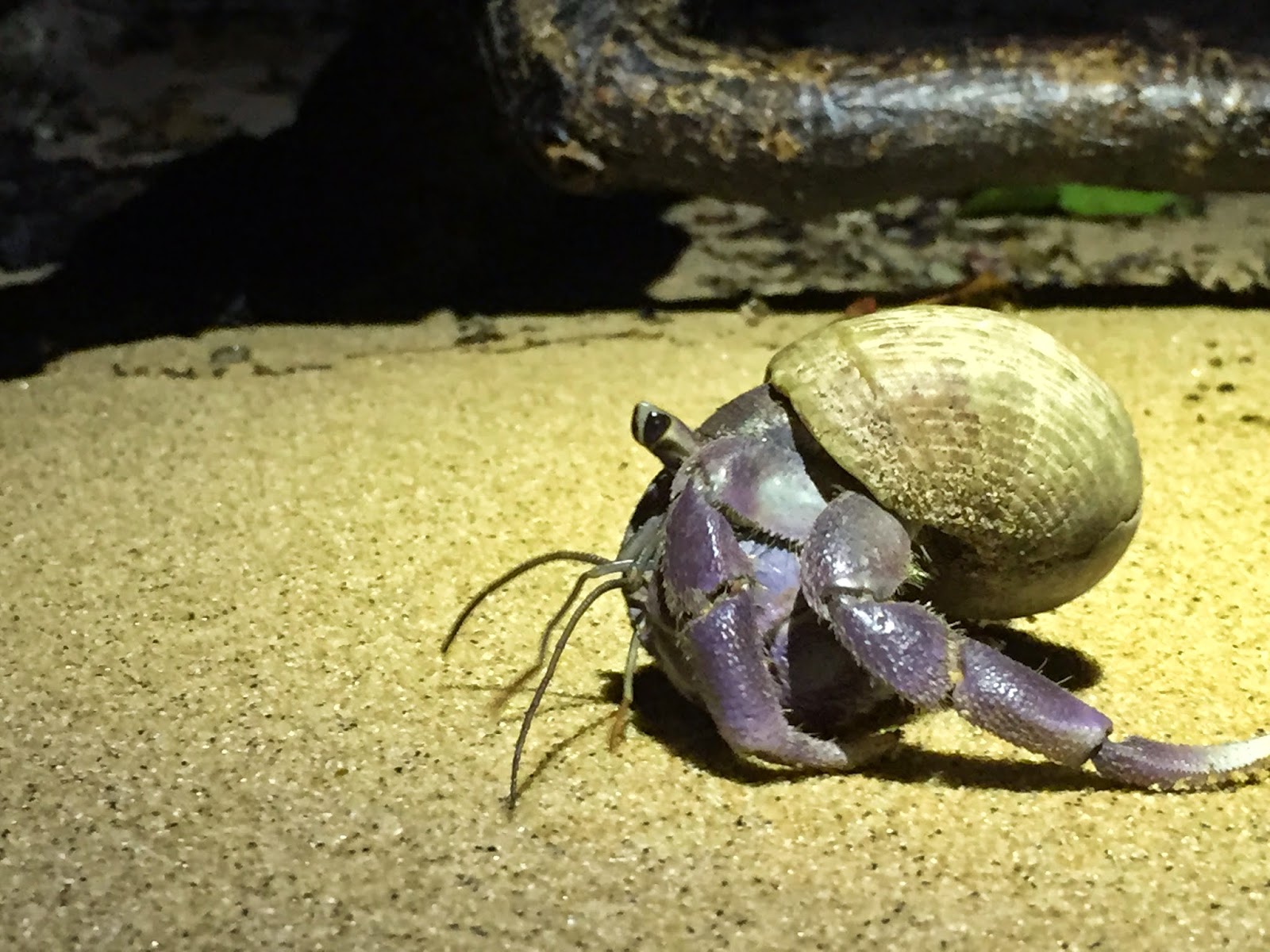 La Bonne Vie!: Understanding the Umang-umang