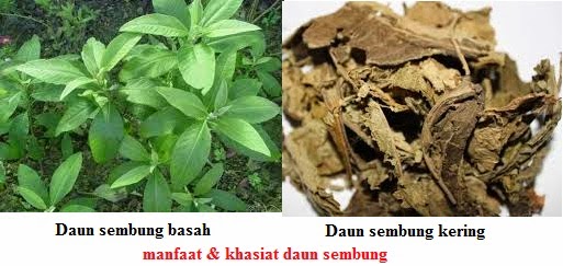 Manfaat dan Khasiat Daun Sembung - CINTA ILMU KESEHATAN