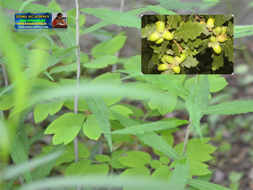 Excretion In Plants How Do Plants And Trees Poop