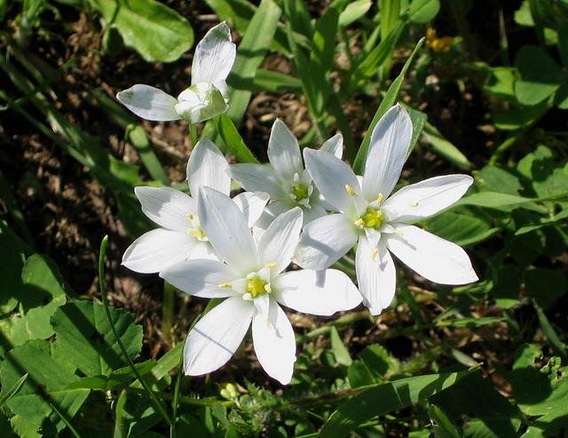 Manual Flores Bach: 29.- STAR OF BETHLEHEM (estrella de belen ...