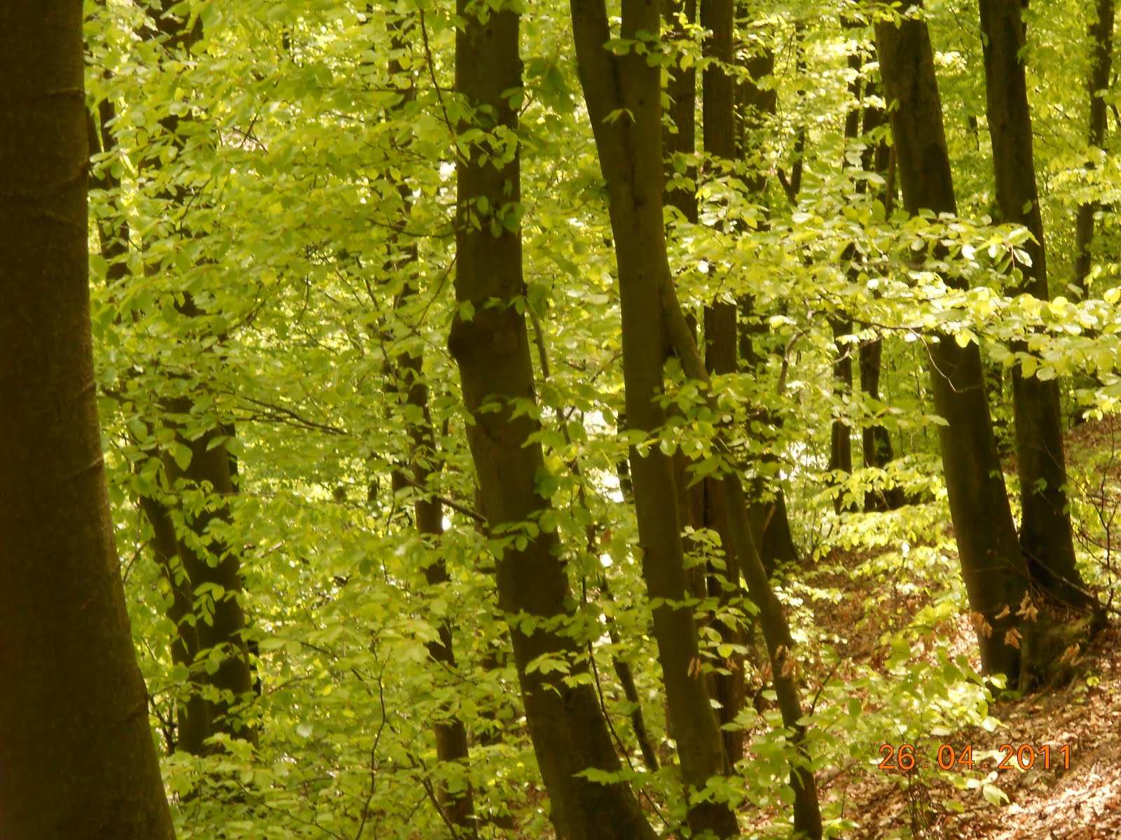 blogul lui carmen: Imagini din natura