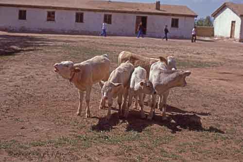 Retired--Now What?: China Cows Photo Addendum
