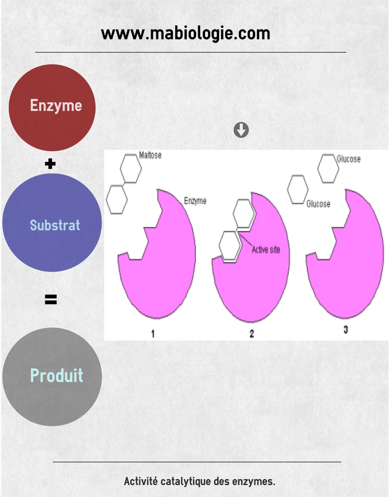 D finition Enzyme Biologie D finition Enzyme Biologie