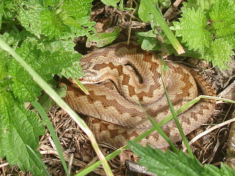 MERSEA WILDLIFE: TANNED ADDER