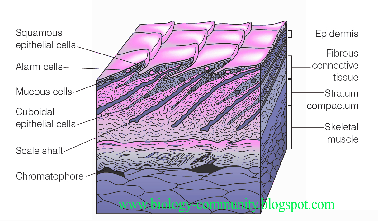 Tipe Sisik Ikan - Generasi Biologi