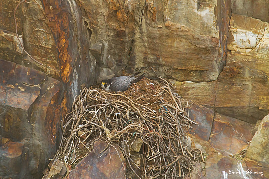 Naturaleza Cantábrica: La crisis de la vivienda en las aves