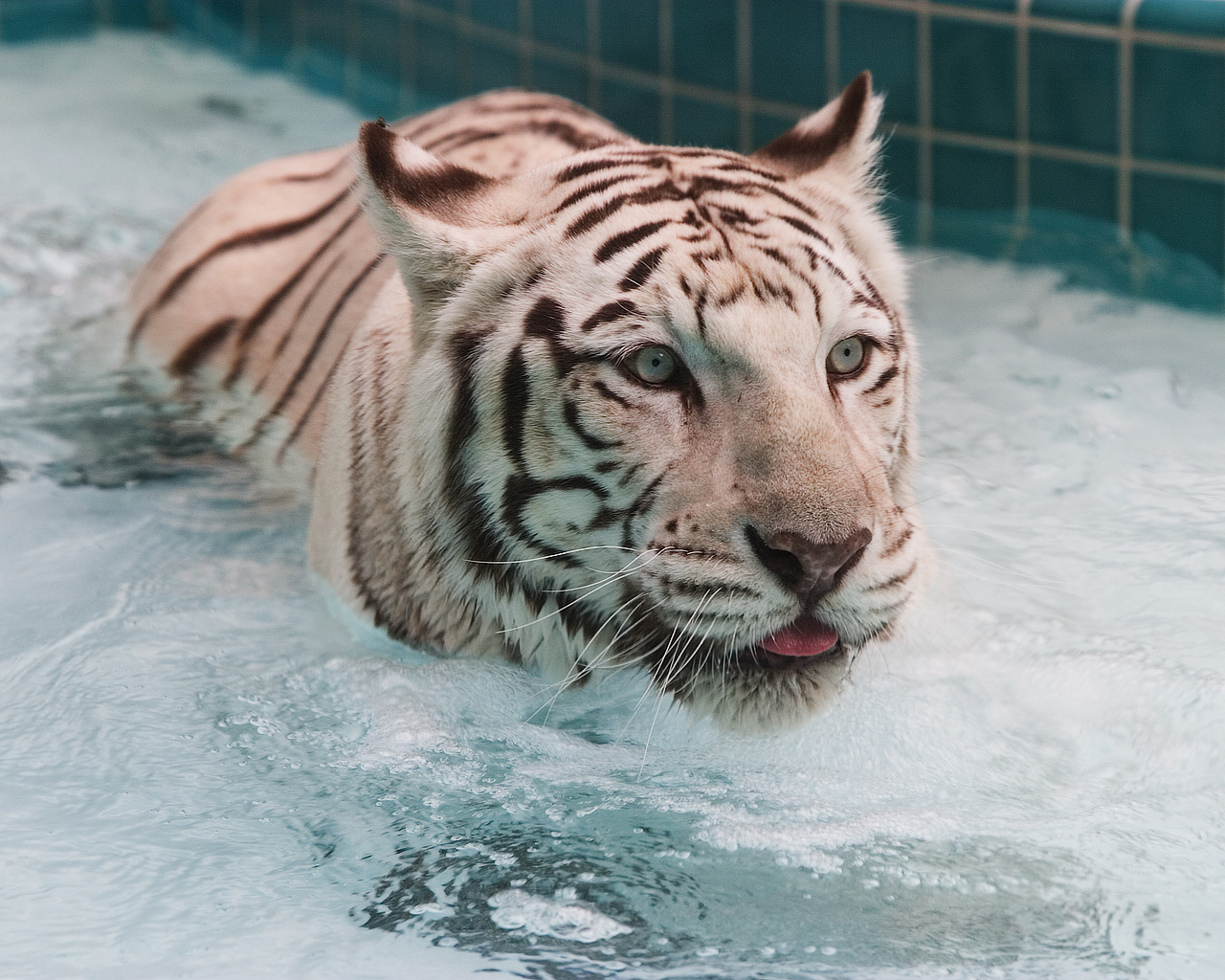 wallpapersbabes: White Tiger in Water wallpaper