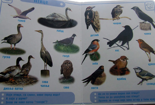 R A S T E M O: Sneg, vrapci i pingvini