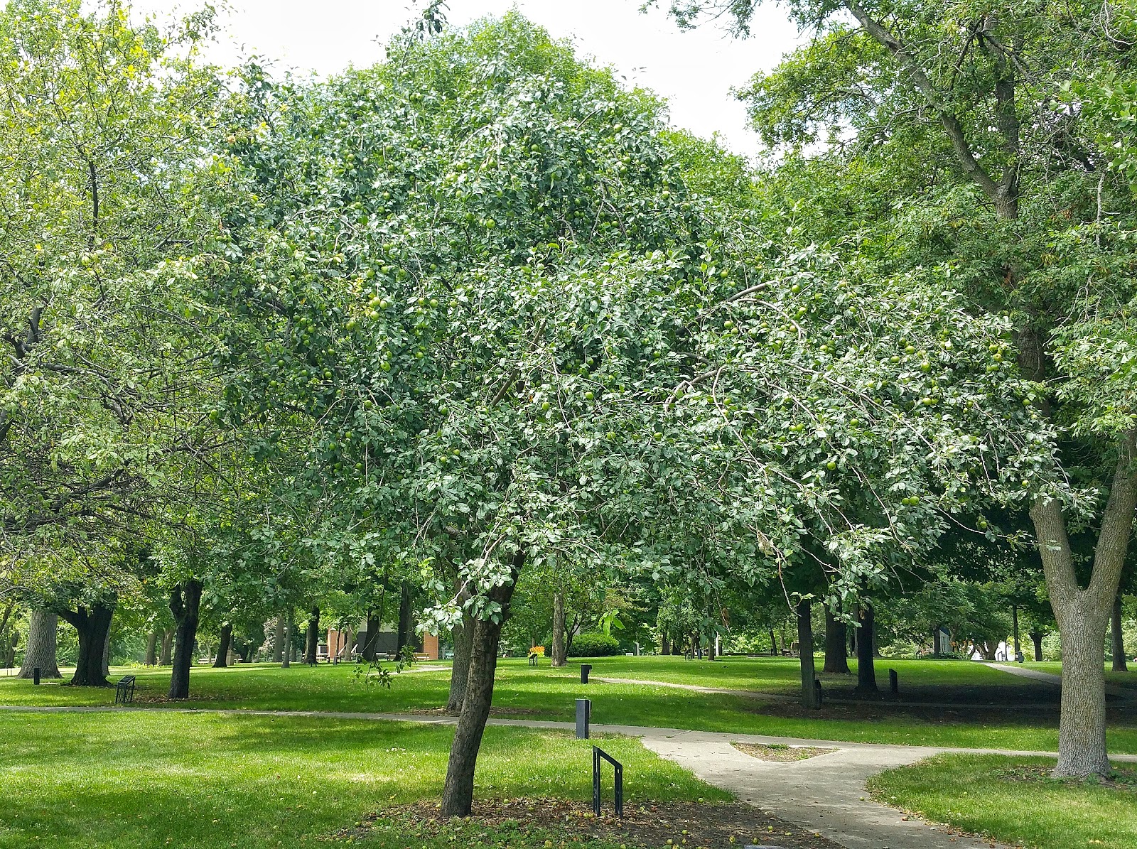 History and Culture by Bicycle: Storm Lake, Iowa: Living Heritage Tree ...