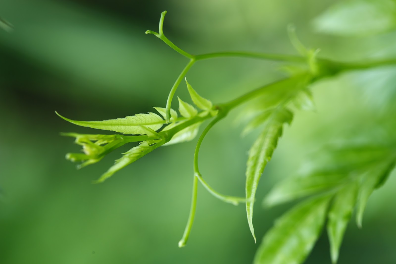 Moyeam Tea-the true way to health care: Vine tea