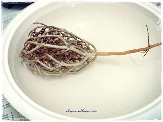 Yanna Abu Bakar: Bunga Kembang Fatimah