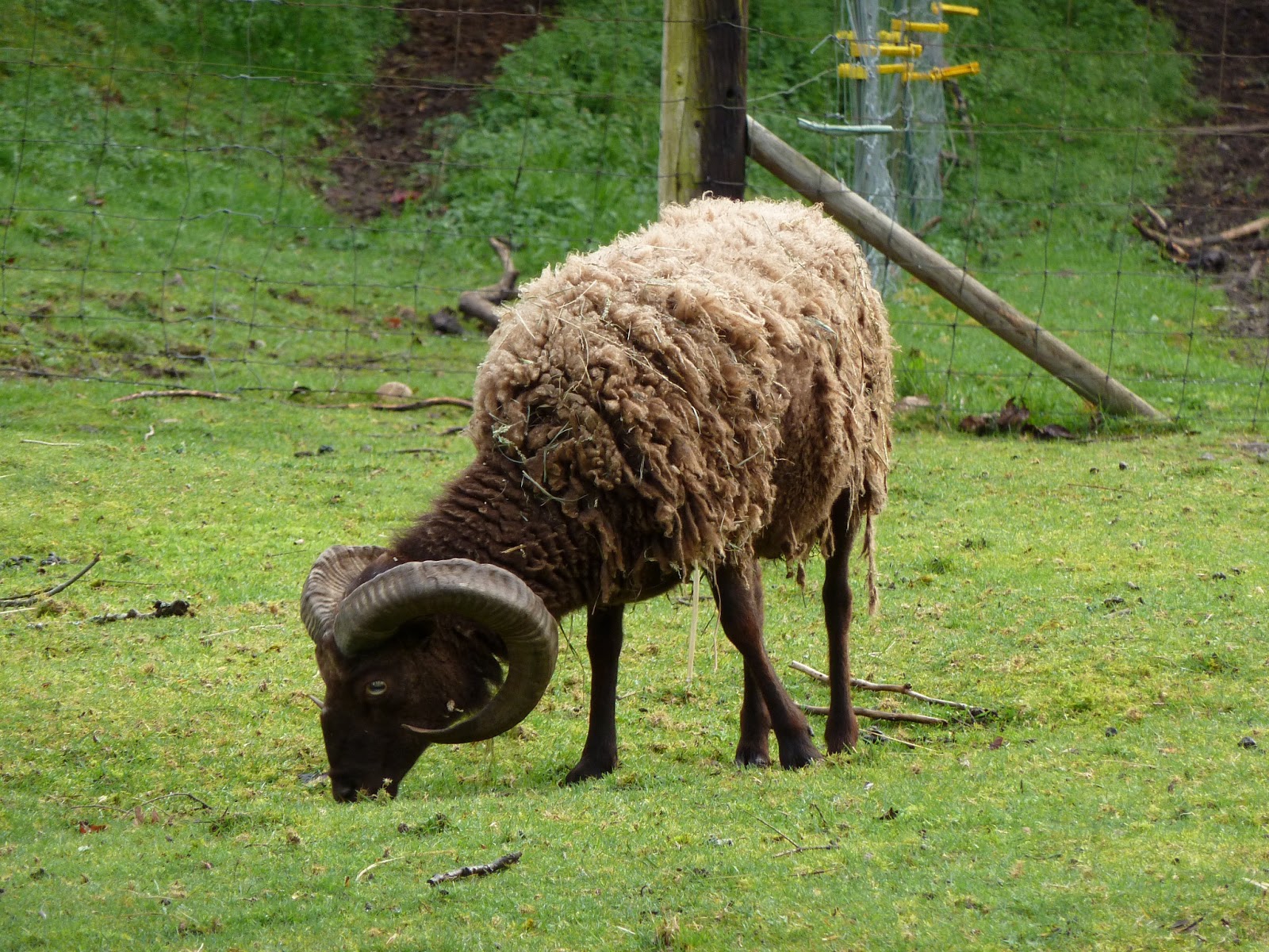 Woodland Creek Farm Soay Sheep: 2013 Soay Sheep Lambing at Woodland ...