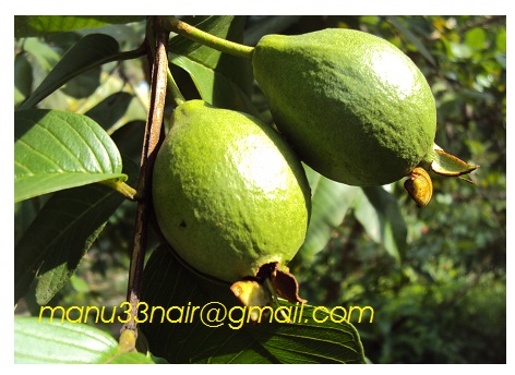 papanasini: Guava ( പേരക്ക )