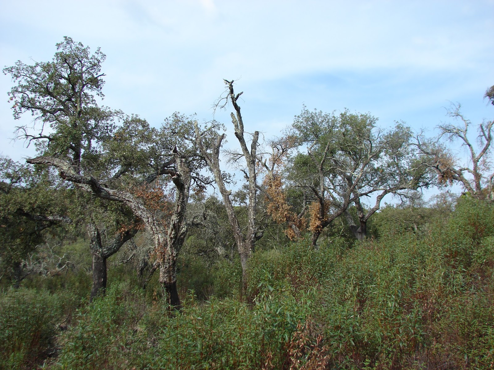 EN MONTE PÚBLICO: LA SECA DE LA ENCINA. EL CASO DEL ANDÉVALO ONUBENSE