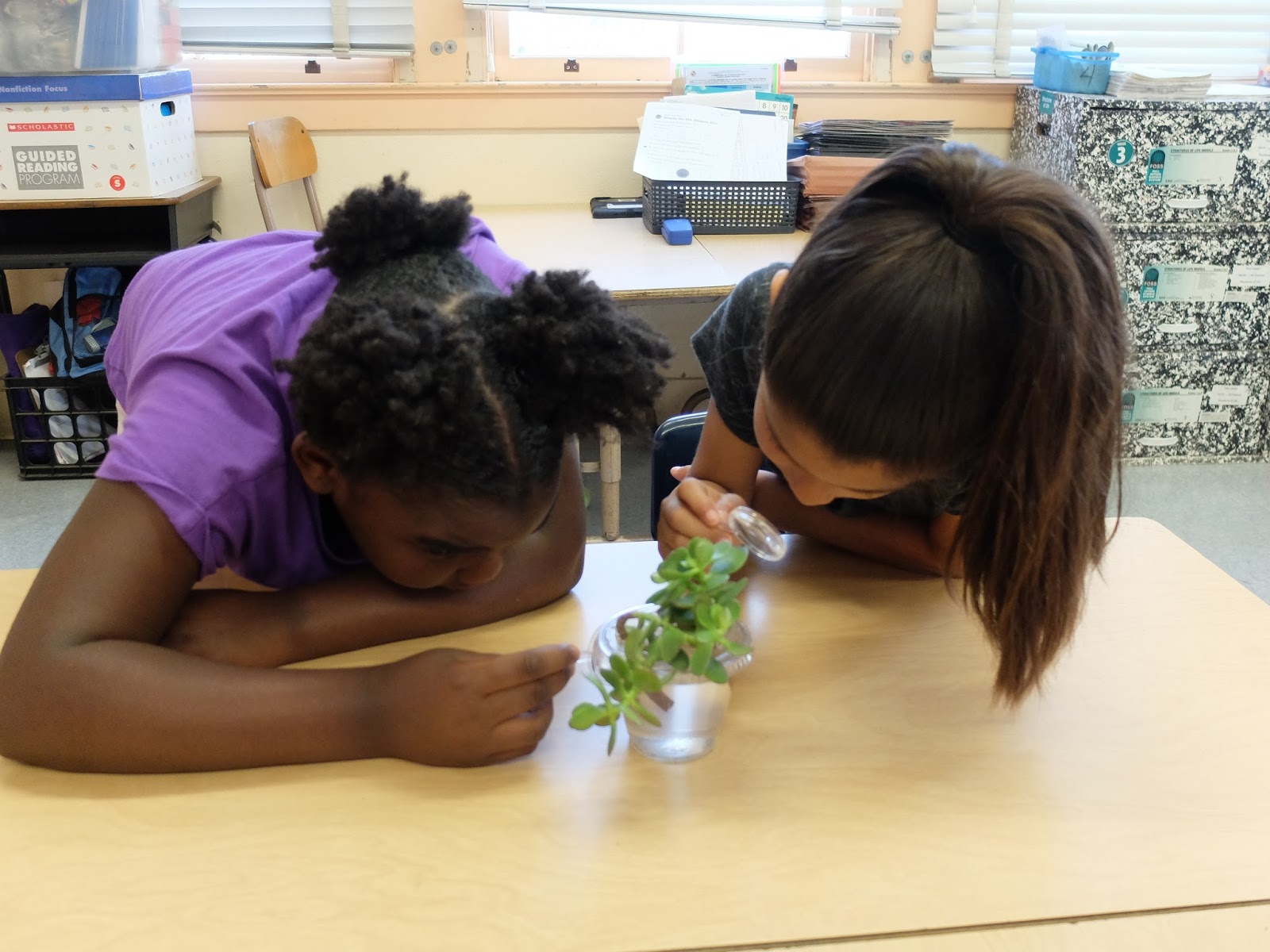 First Grade Adventurers: New Plants From Stem Cuttings Experiment and ...