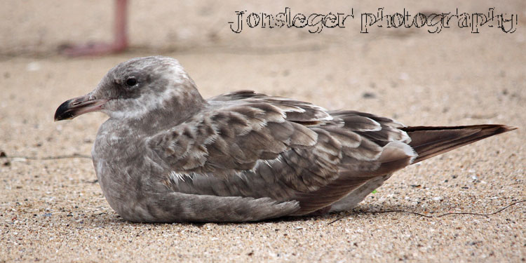 Northern Illinois Birder: Western Gulls & Heerman's Gulls; Western Birds