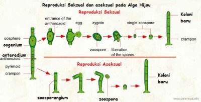 Proses Reproduksi Ganggang (Alga) Secara Aseksual dan Seksual ...