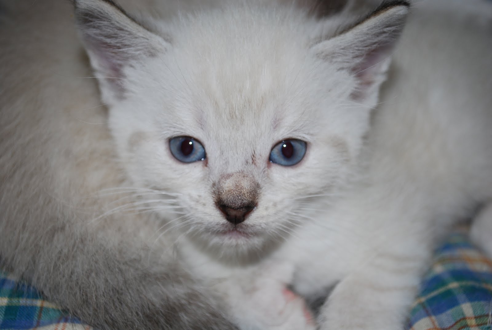 Brandalyn Marie: Kittens 5 weeks old