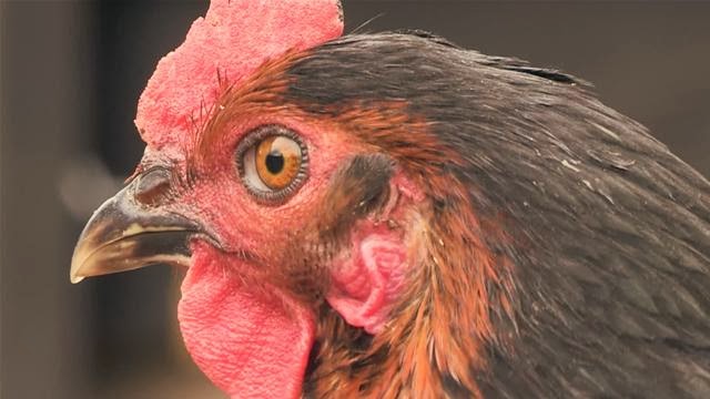 Net Loverz How Long Can A Chicken Live Without Its Head net-loverz-how-long-can-a-chicken-live-without-its-head