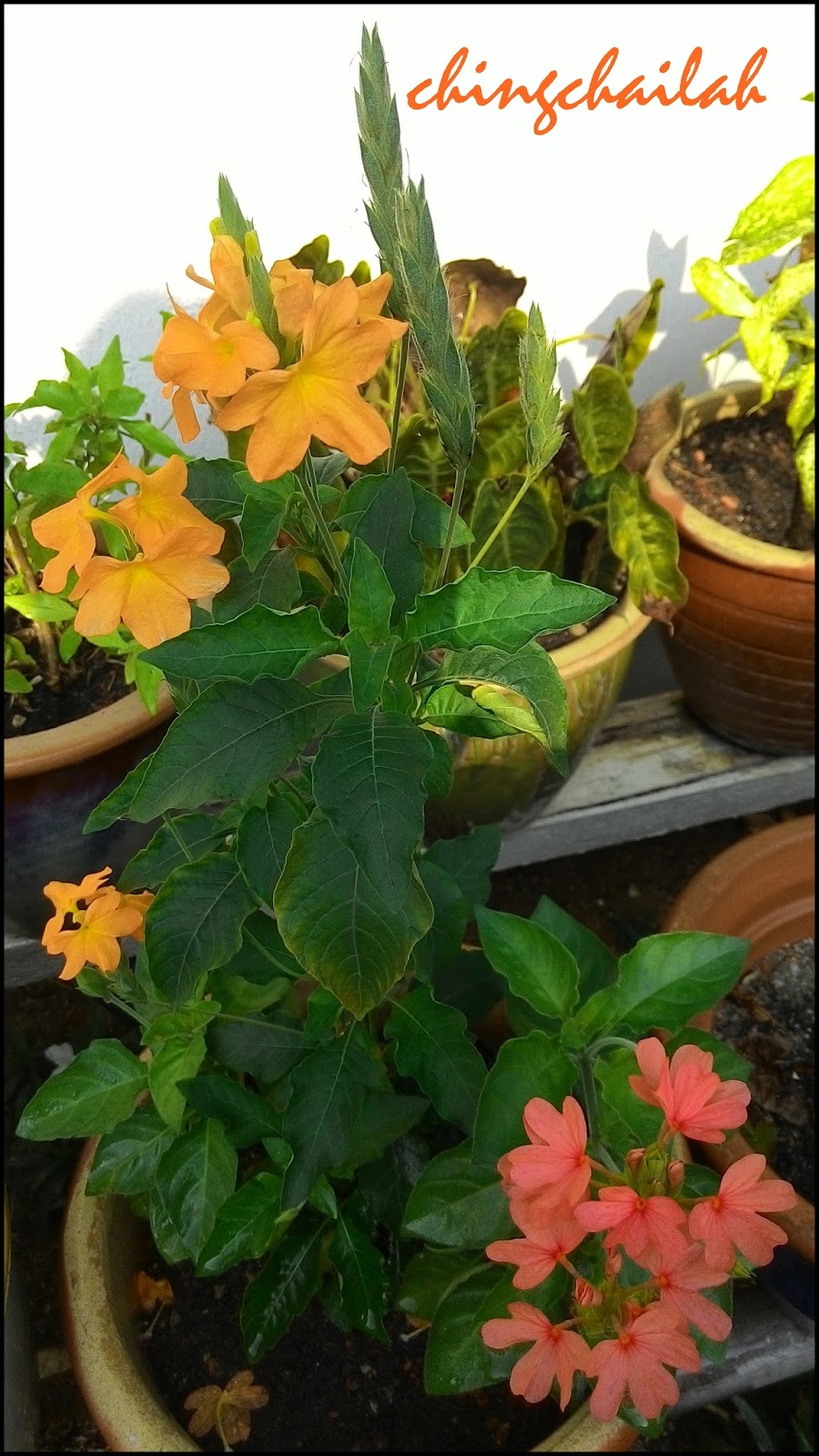 Simple Living In Nancy: Growing Yellow Firecracker Plants In My Garden.